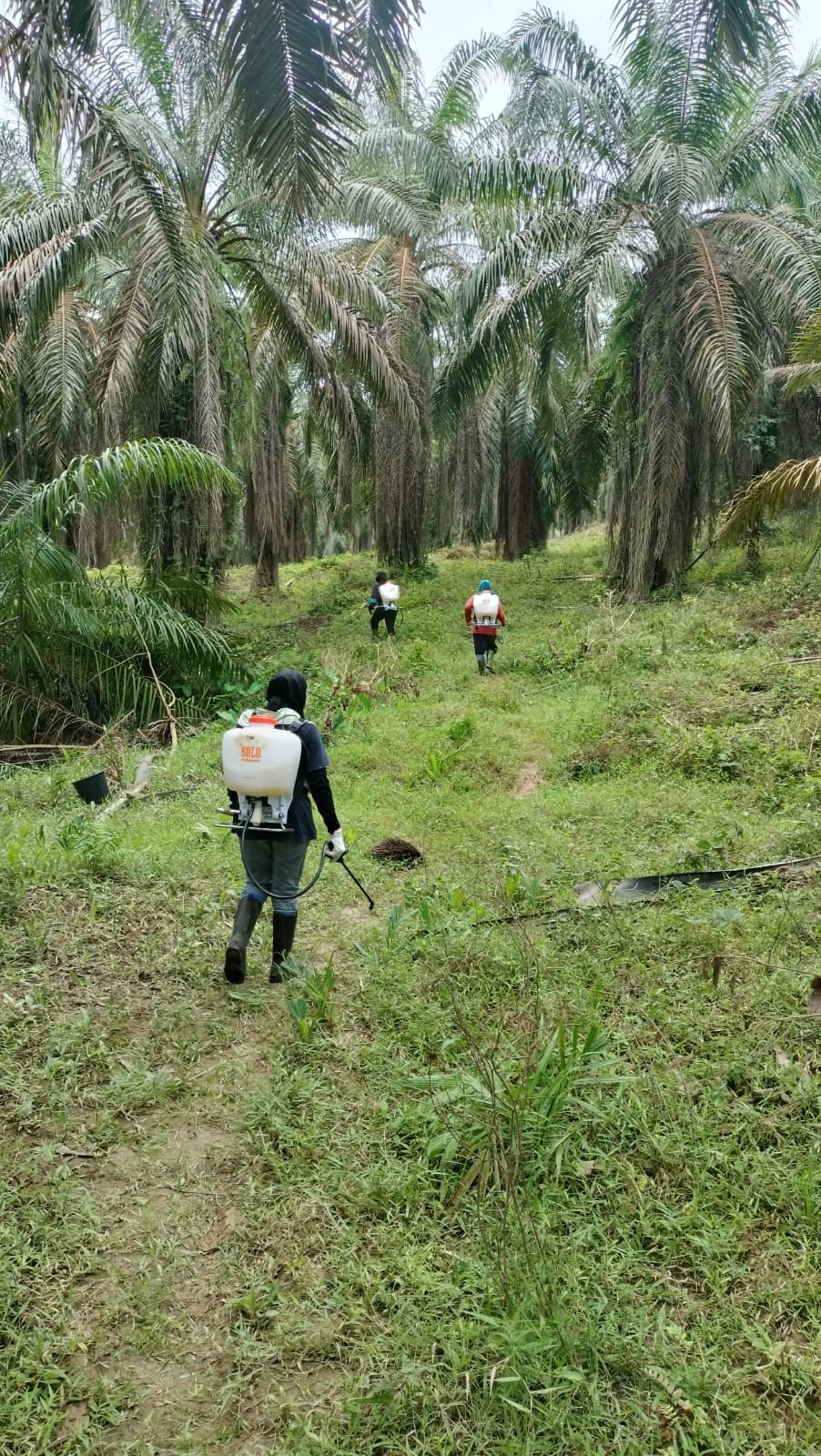 Manajemen BUMD PT Rebung Permai Jaya: Meski Kondisi Kebun Belum Stabil ...