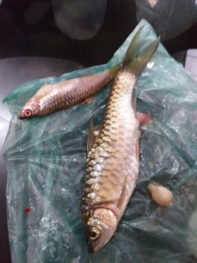 Heboh, Perut ikan Dibelah, Isinya Kutu Kura-kura Hidup