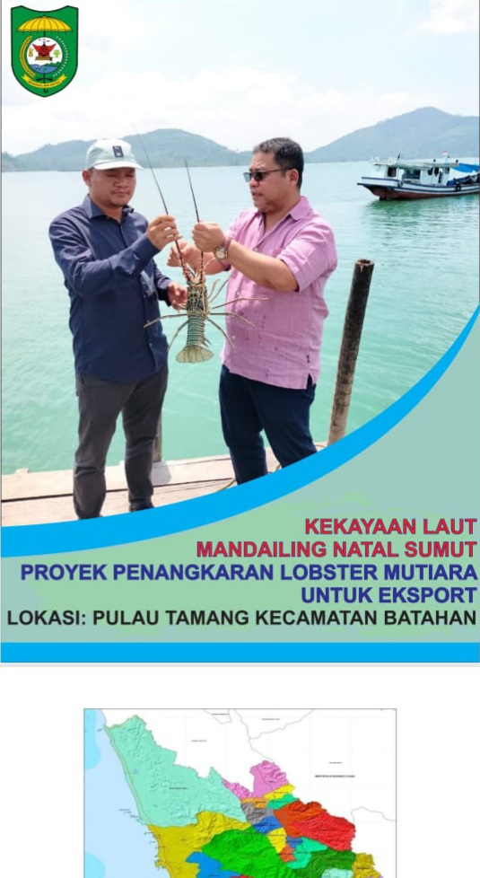 Lobster Mutiara Pantai Barat Madina Segera Dibudidayakan