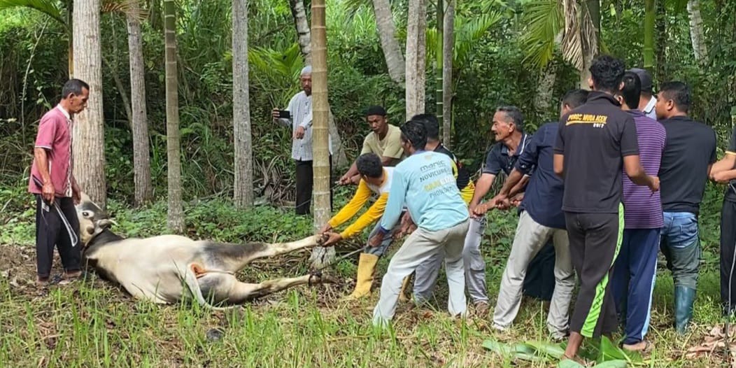 Blang Mee Sembelih 25 Hewan Kurban