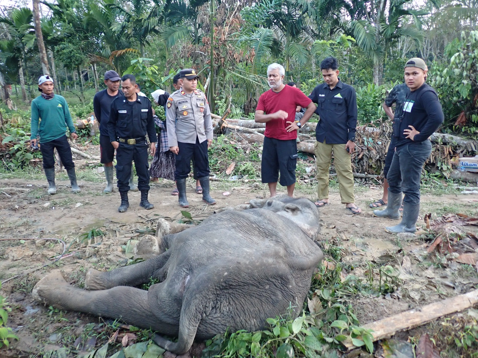 Gajah Liar Ditemukan Mati, Diduga Keracunan Pupuk