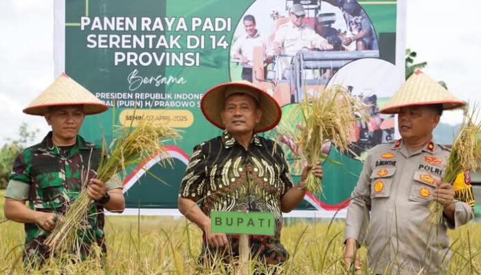 Desa Mbelang Malum Ikuti Panen Padi Serentak Se-Indonesia