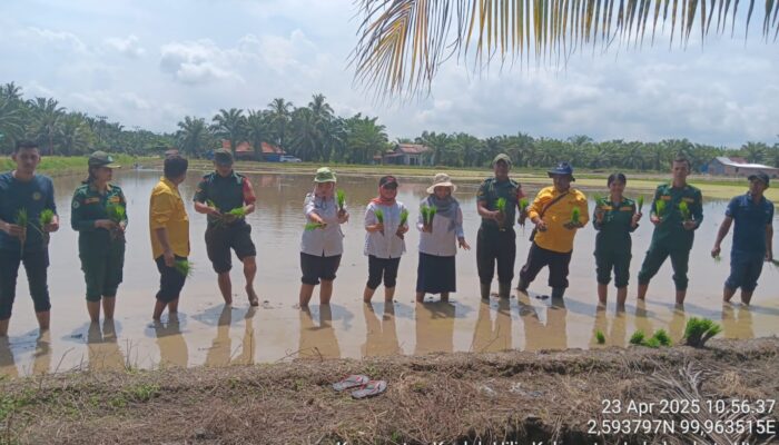 Brigade Pangan Di Labura Ikut Sukseskan Kegiatan Tanam Serentak Di 14 Provinsi