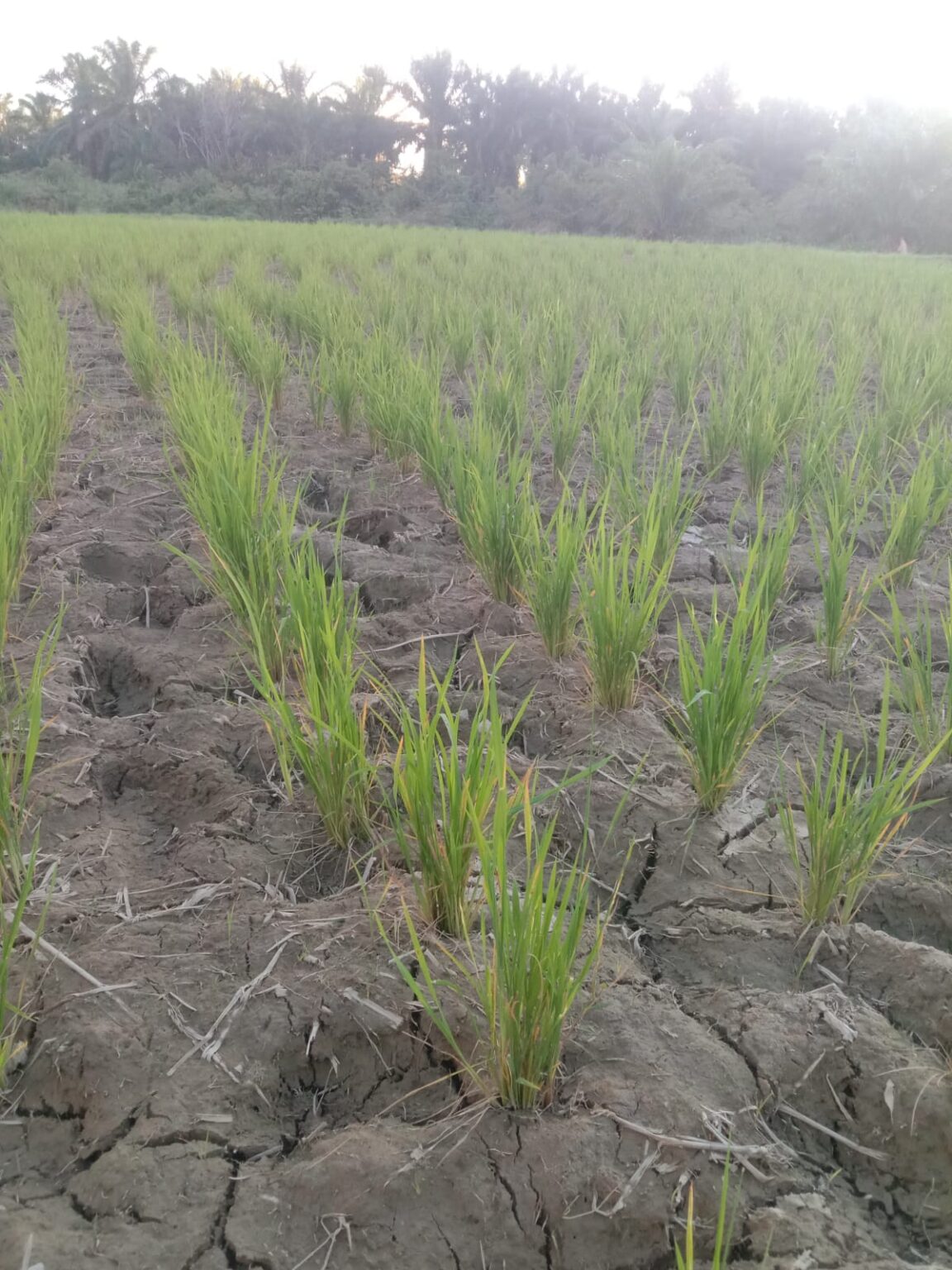 Ratusan Hektare Tanaman Padi Di Palas Terancam Gagal Panen Akibat Kekeringan